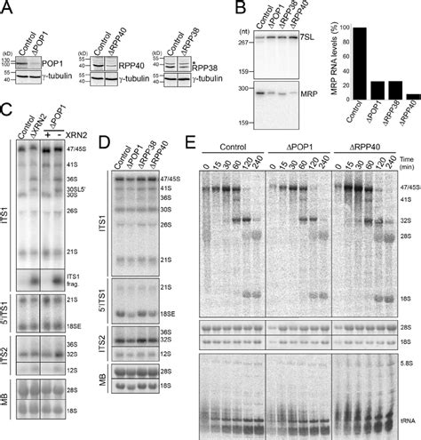 Depleting Levels Of Rnase Mrp Does Not Affect Human Ribosome