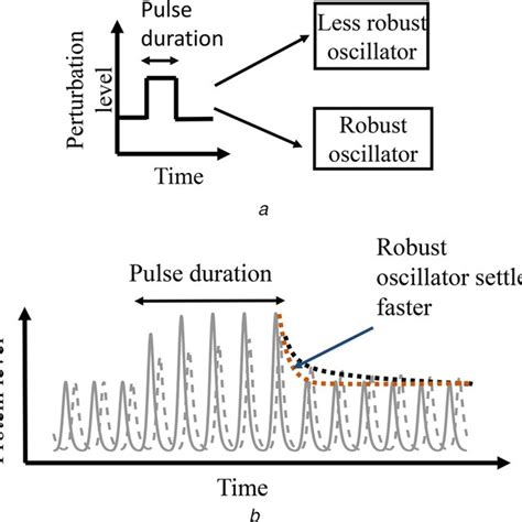 Illustration Of An Oscillators Robustness To Pulse Perturbation A