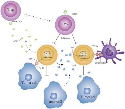 Hypothesis Of Cd8 T Cell Exhaustion In Tumors Of Kirp Patients