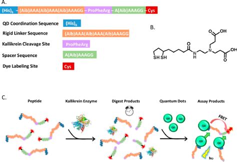 Peptide Sequence Wkcn
