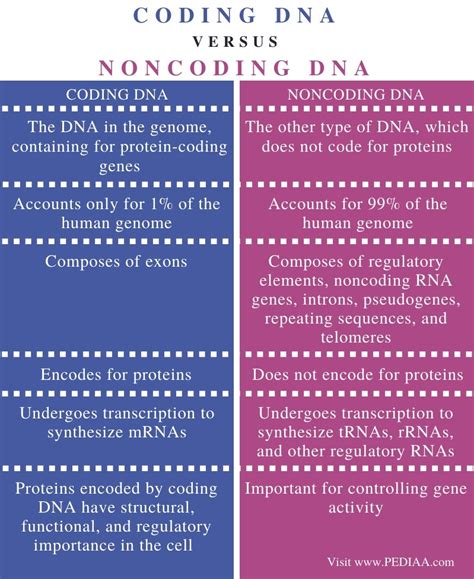 What Is The Difference Between Coding And Noncoding Dna Pediaa Com