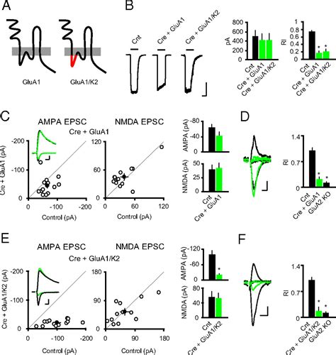 Synaptic Targeting Of Ampa Receptors Is Regulated By A Camkii Site In