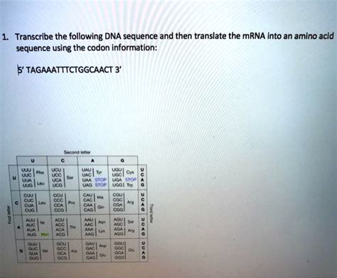 Solved Transcribe The Following Dna Sequence And Then Translate The