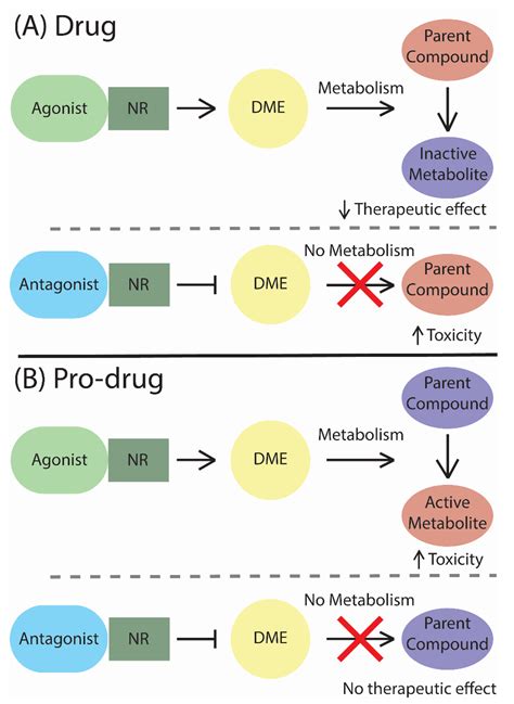 Application Of In Vitro Metabolism Activation In High Throughput Screening