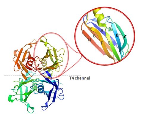 X Ray Structure Of Transthyretin Ttr Is A Homotetrameric Protein