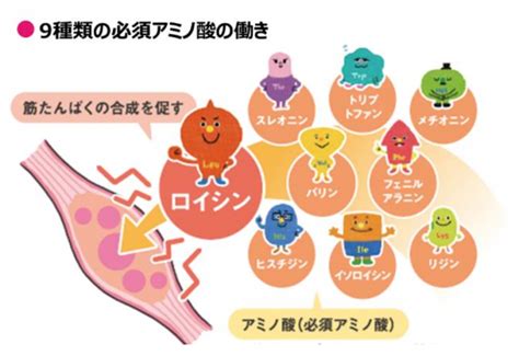 【ジムトレーナーが教える！】筋肉のための栄養素！たんぱく質やアミノ酸摂取の意義とは！？ Bodymake Hummer