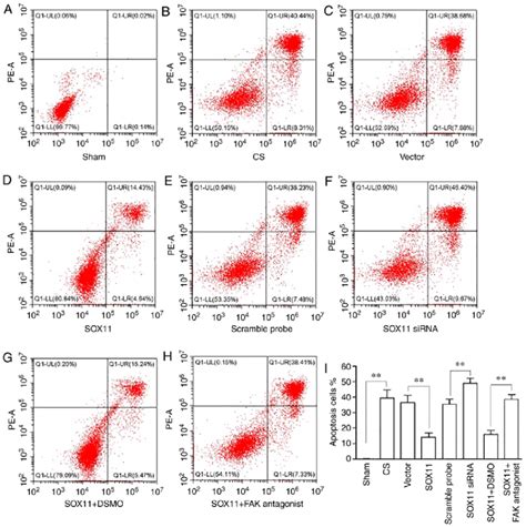 Apoptosis Of At2 Cells In Each Group A H Flow Cytometric Analysis Of