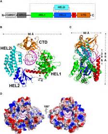 Structural Insights Into Rna Recognition By Rig I Cell
