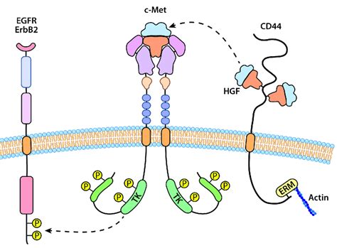 An Illustration Representing Interaction Of C Met Or Ron With Other