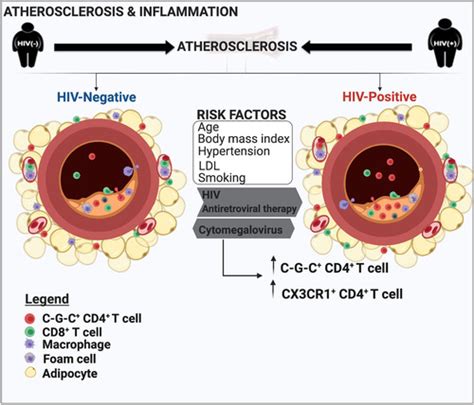 Anticytomegalovirus Cd4 T Cells Are Associated With Subclinical