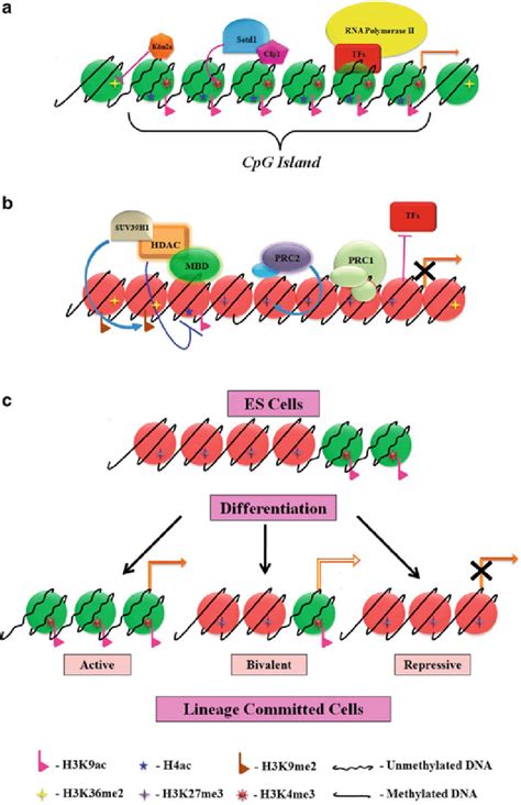 1 Cpg Islands Cgis And Transcription Regulation A Unmethylated
