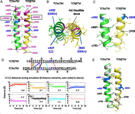 Figure 1 From A Conserved αβ Transmembrane Interface Forms The Core Of