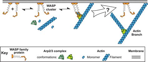 Figures And Data In Three Color Single Molecule Imaging Shows Wasp