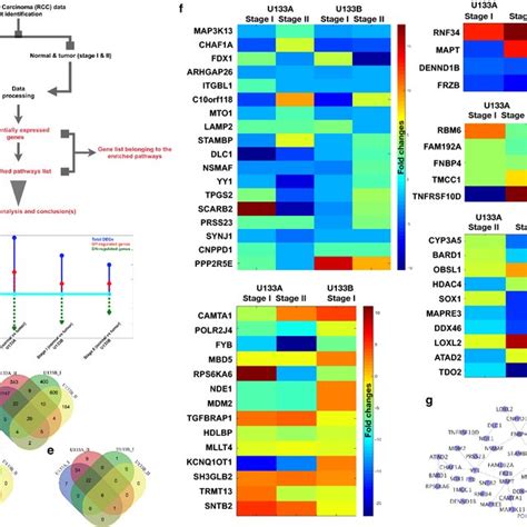 Gene Expression Profiling A Workflow From Raw Dataset To Analysis