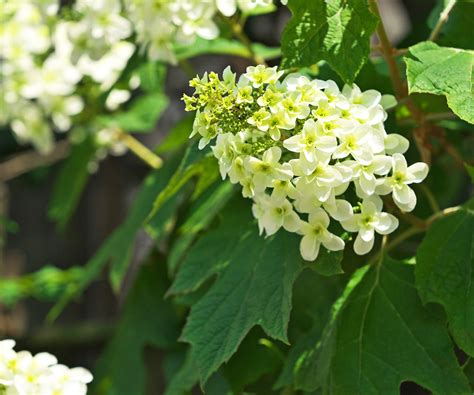 When To Prune An Oakleaf Hydrangea Expert Tips To Trim Homes And Gardens