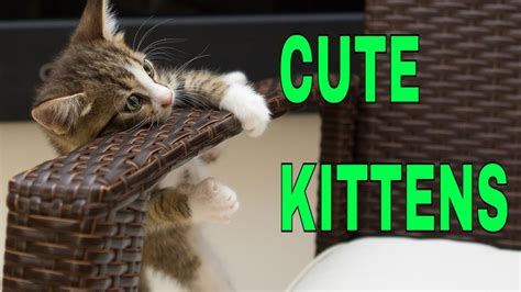 Cat Memes Funny Cat Compilation Youtube