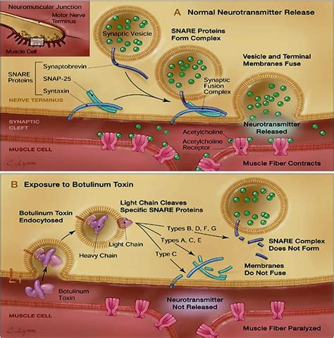 Clostridium Botulinum Properties Pathogenesis And Lab
