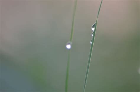 Free Images Water Nature Dew Plant Sunrise Field Lawn Meadow
