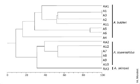 Dendrogram Of Aflp Profiles Of Arcobacter Strains The Degree Of