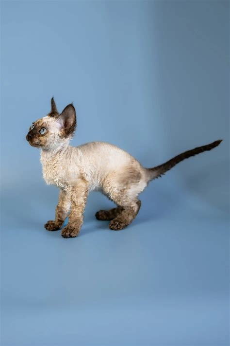 Sweet Amanda Adorable Devon Rex Kitten For You Purebred Kitties