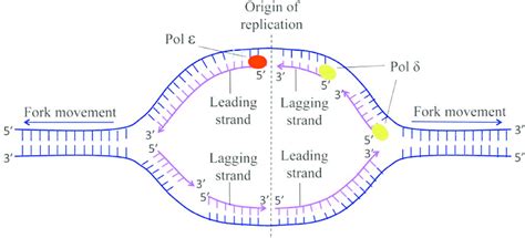 Origin Of Replication Sequence