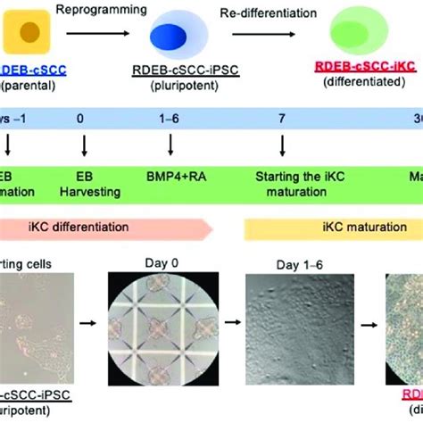 Reprogramming And Characterization Of Reprogrammed Rdeb Cscc Cells A