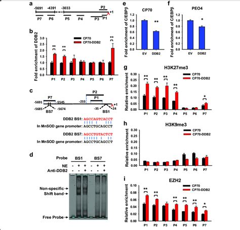 Ddb2 Binds To The Aldh1a1 Promoter Interfering With C Ebpβ Binding And