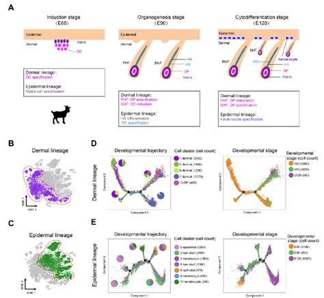 Dermal And Epidermal Cell Lineage Developmental Trajectories Delineated