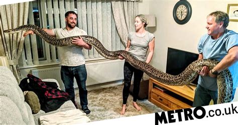dad keeps 18ft python in his three bedroom semi metro news