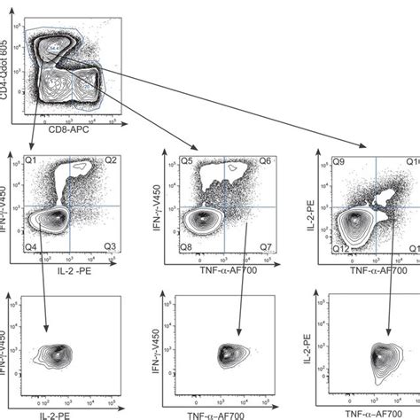 Frequency Of Ifn γ And Tnf α Secreting Cd4 And Cd8 Cell Subsets Are