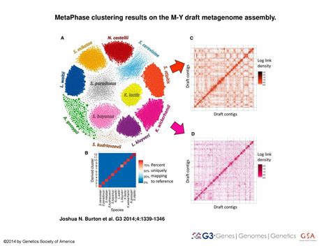 Metaphase Clustering Results On The M Y Draft Metagenome Assembly