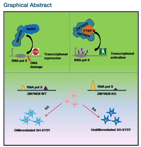 Positive Regulation Of Transcription By Human Zmynd8 Through Its