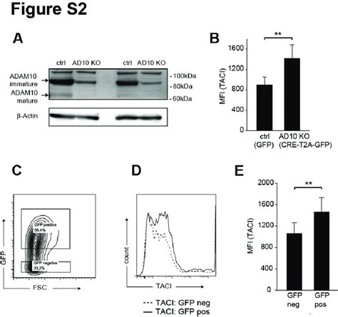 Figure S2 Effects Of Adam10 Ko On Taci Surface Expression On Murine B