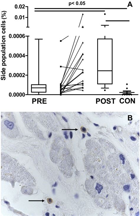 Increase Of Abcg2 Bcrp Side Population Stem Cells In Myocardium After