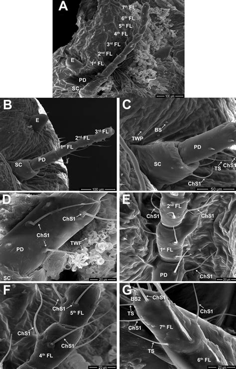 Scanning Electron Microscopy Sem Micrographs Of The Female Antenna Of