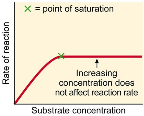 Effect Of Substrate Concentration And Enzyme Concentration On Rate Of