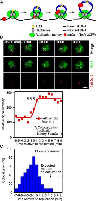 Live Cell Imaging Reveals Replication Of Individual Replicons In