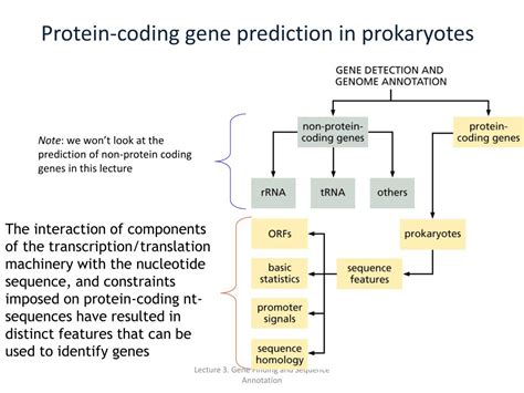Ppt Gene Finding And Sequence Annotation Powerpoint Presentation