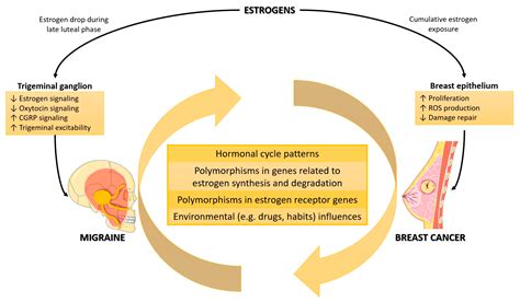 Biomedicines Free Full Text The Role Of Female Reproductive