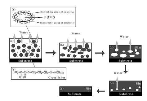Schematic Model Of Film Formation Process Of Silicone Emulsion A The
