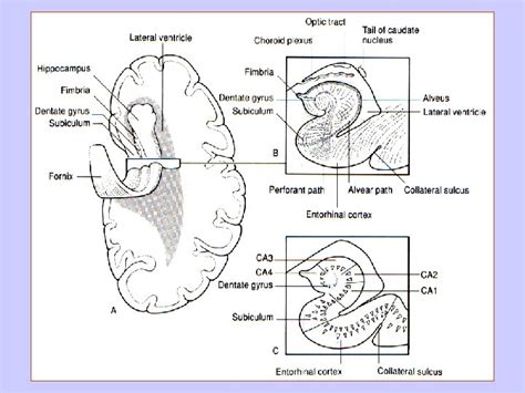 Telencephalic Cortex Nomenclature Paleocortex Archicortex Allocortex