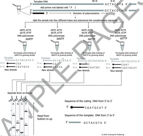 Process Of Dna Sequencing Using Sangers Method Download Scientific