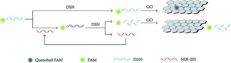 Schematic Representation Of Mir 205 Detection Based On Dsn Assisted