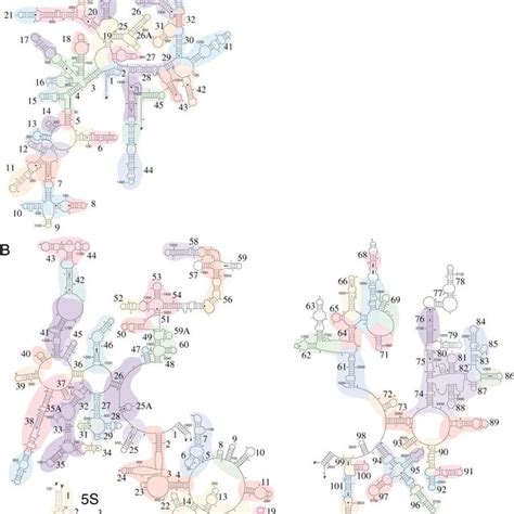 The Rigid Body Assignment Of Ribosomal Rna Secondary Structure Elements