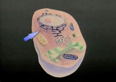 High School Cellular Structure And Function Pbs Learningmedia