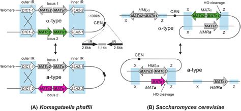 Mating Type Systems Of K Phaffii And S Cerevisiae A Homologous
