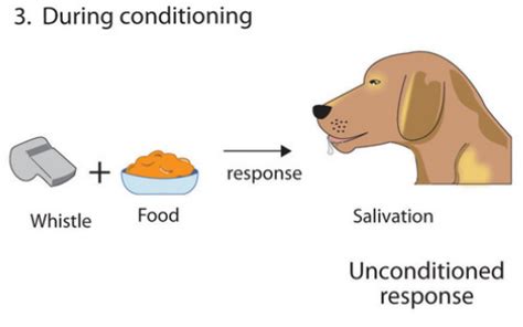 Pavlovian Conditioning Pavlov 512 Behaviourism