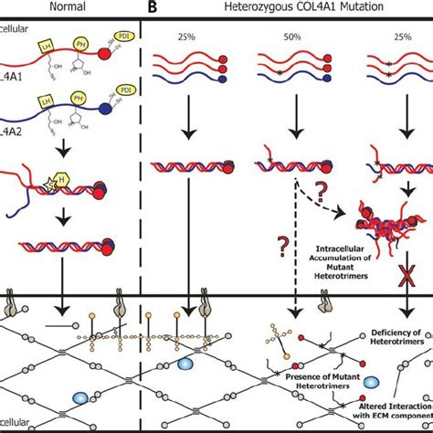 Distribution Of Col4a1 And Col4a2 Mutations In Schematics Of Human And