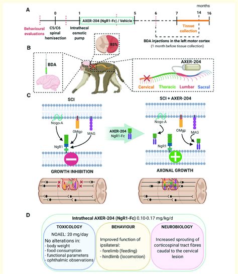 Schematic Of Experimental Design And Key Findings A Timeline Of The