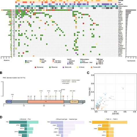 The Landscape Of Somatic Mutations In Zju Gc Cohort A Somatic
